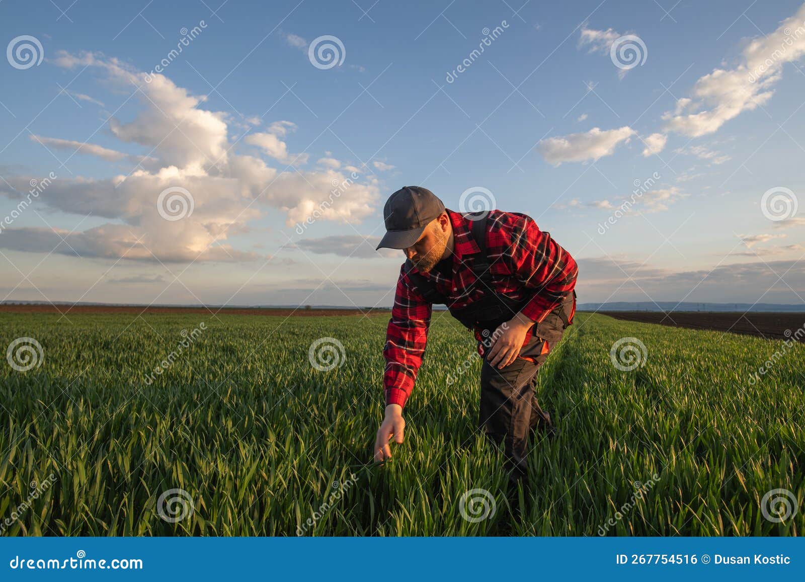 Young Farmer in Wheat Fields Stock Photo - Image of examine ...