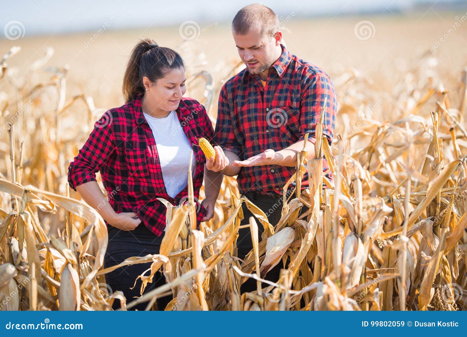 Farmers in Corn Fields during Harvest Stock Image - Image of couple ...