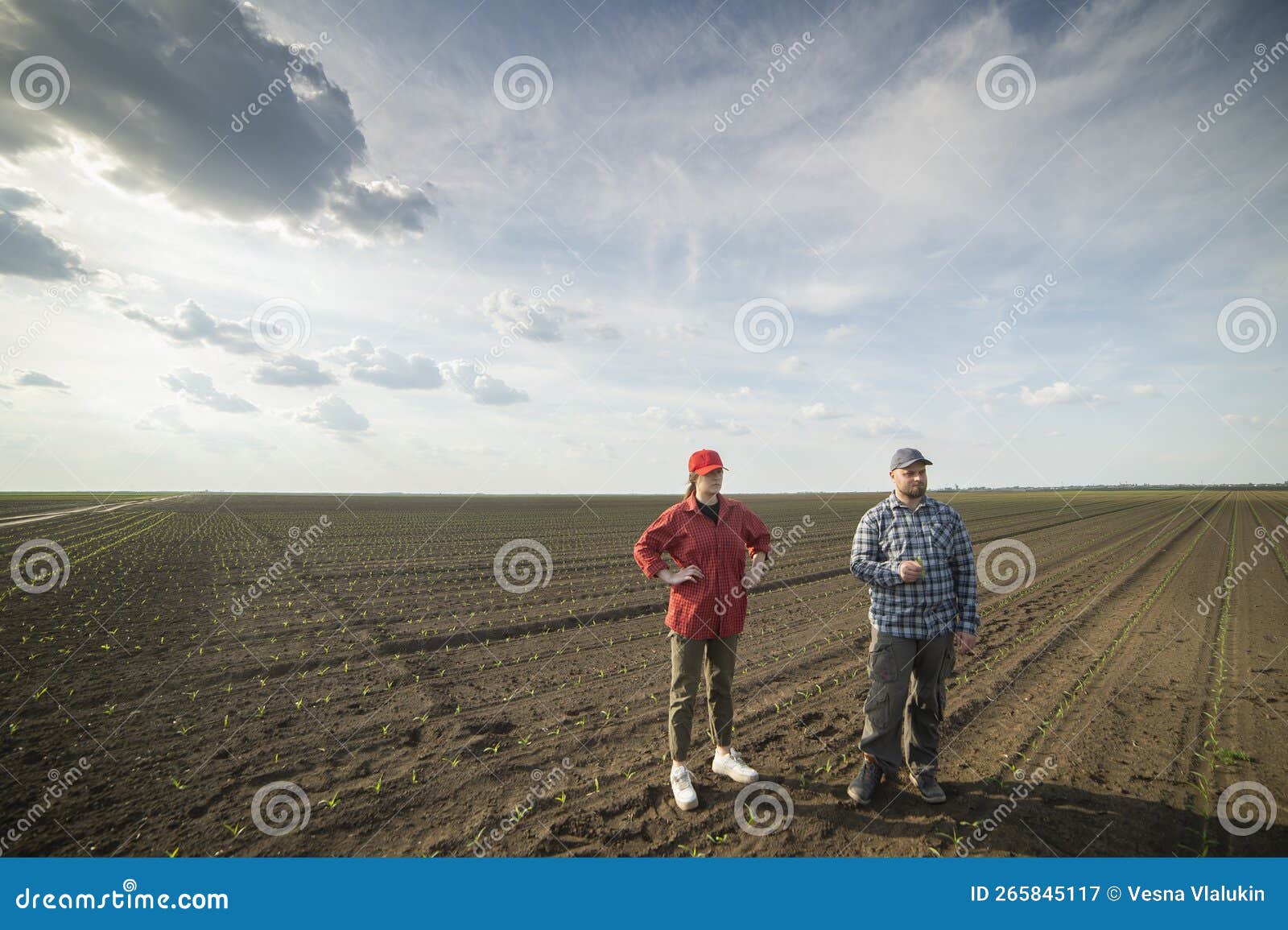 Young Farmers Examing Planted Young Corn Stock Image - Image of growth ...