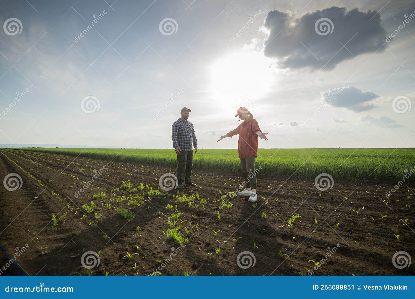 Young Farmers Examing Planted Young Corn Stock Image - Image of couple ...