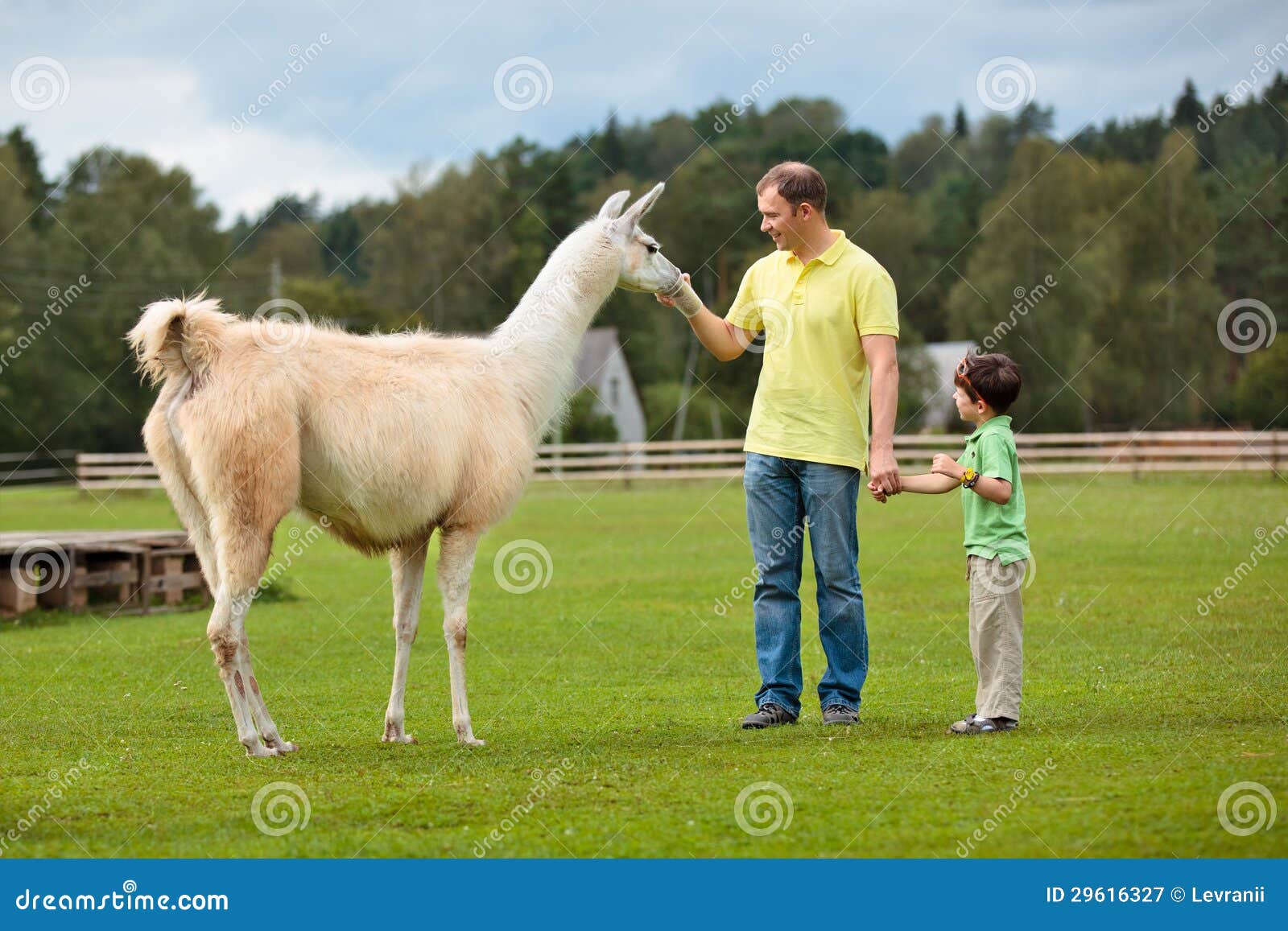 Young Father and His Little Son Feeding Lama Stock Image - Image of ...