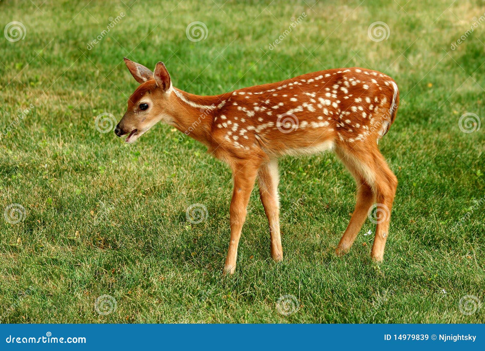 Young fawn stock image. Image of grass, animal, deer - 14979839