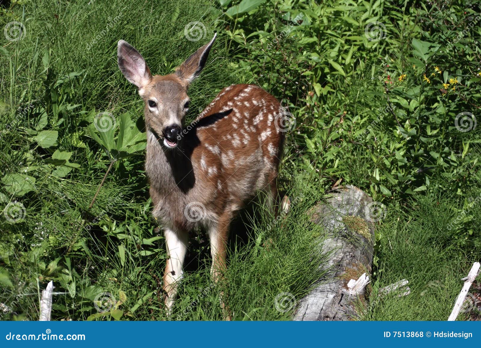 Young fawn in forest stock photo. Image of animal, outdoor - 7513868