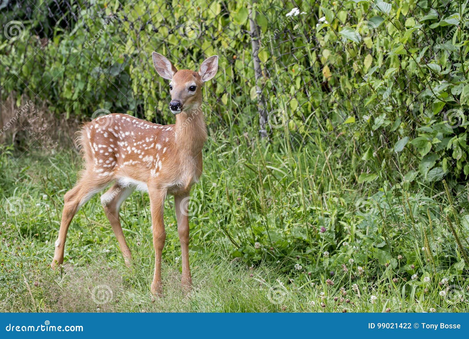 Young Fawn stock photo. Image of standing, hunt, immature - 99021422