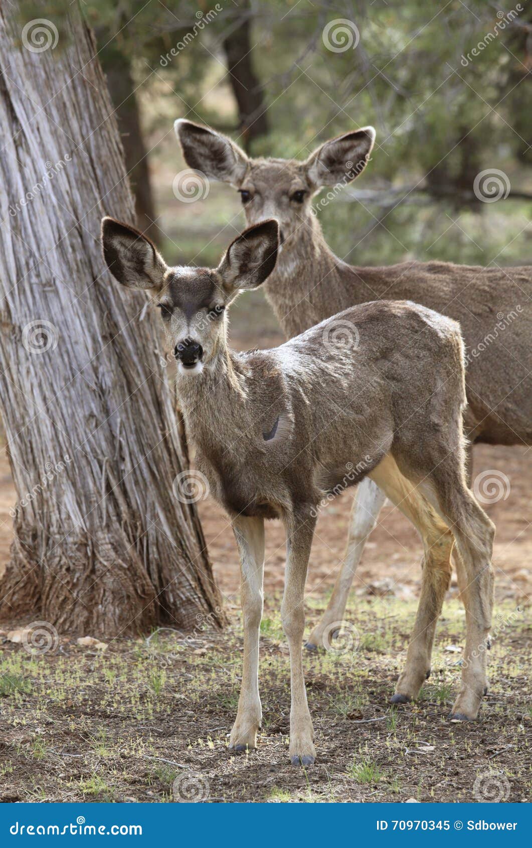 Young Fawn or Deer and it S Mother Stock Image - Image of deer, spring ...