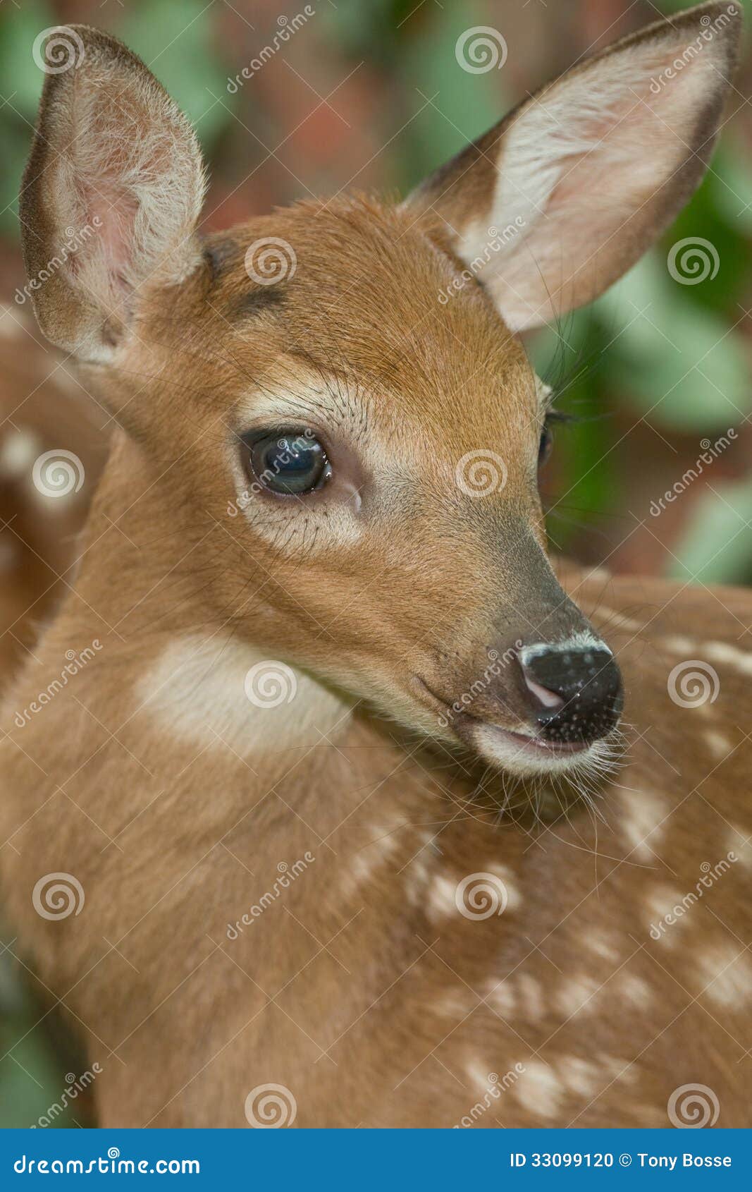 Fawn Profile stock photo. Image of spots, young, immature - 33099120