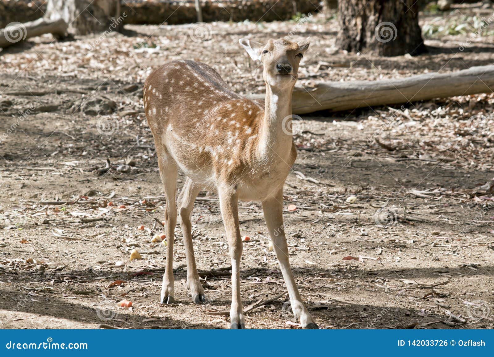 The young fawn stock photo. Image of buck, fawn, animal - 142033726