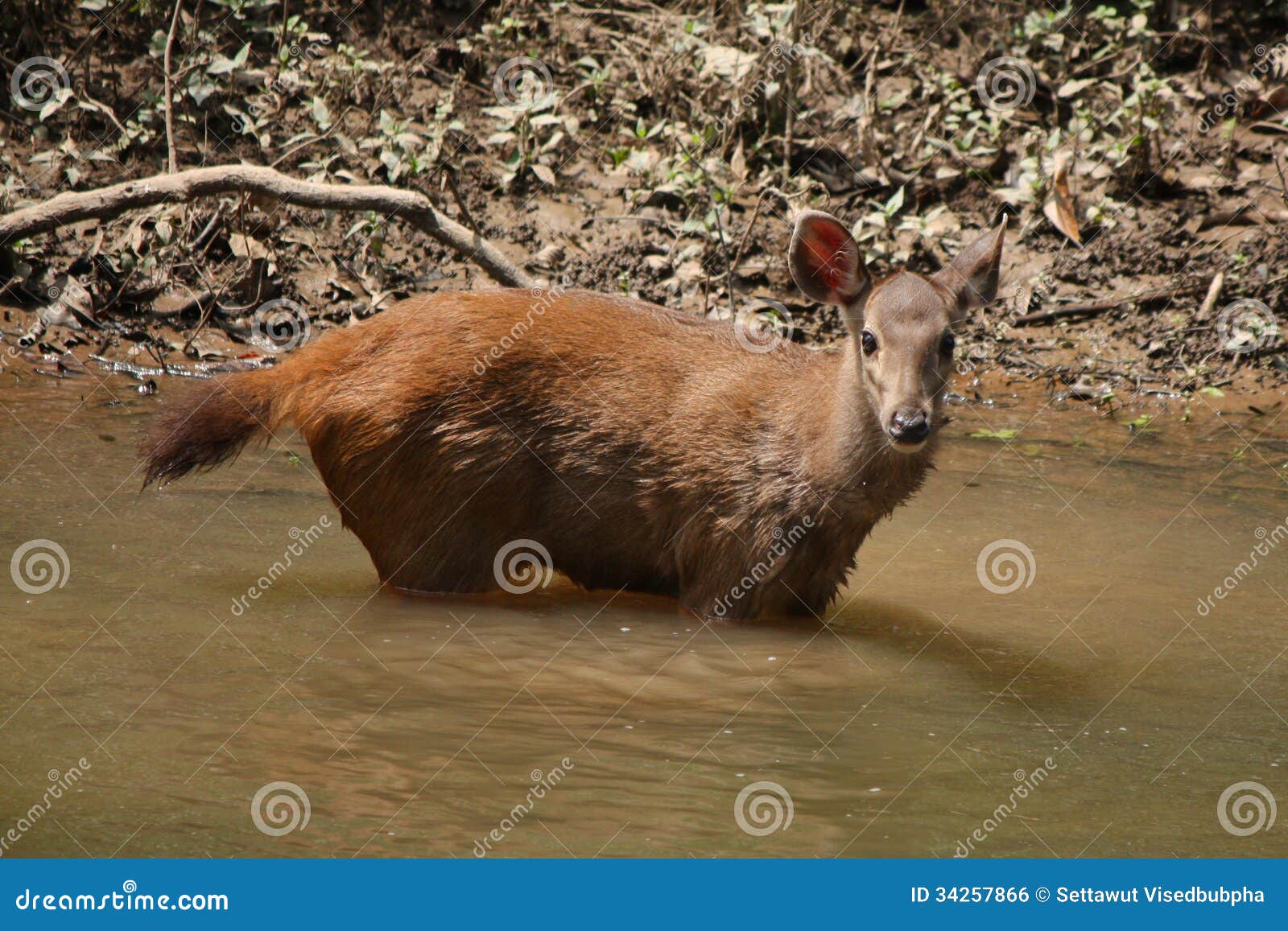 Young Fawn stock photo. Image of standing, pets, fragility - 34257866