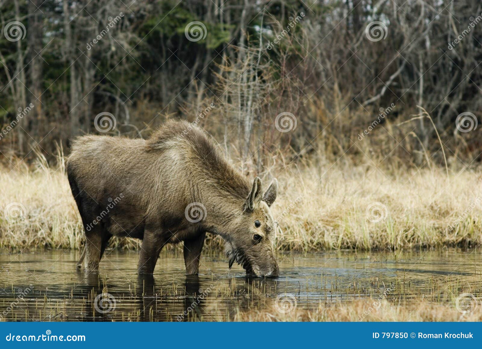 Young feeding moose stock photo. Image of water, natural - 797850