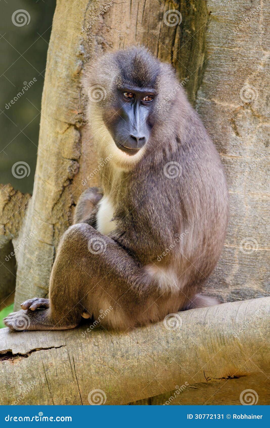 Young female baboon stock image. Image of wild, orange - 30772131