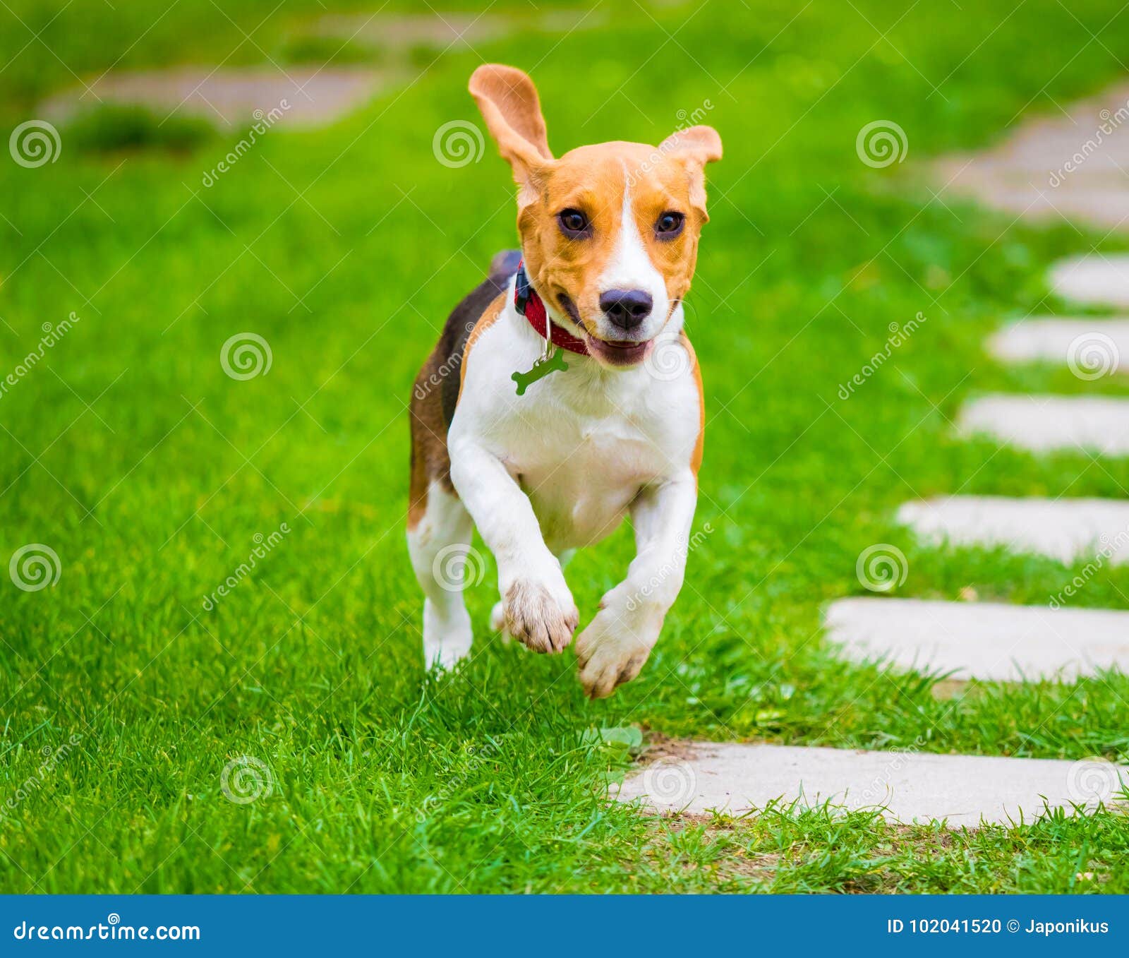Young female beagle dog stock photo. Image of nature - 102041520