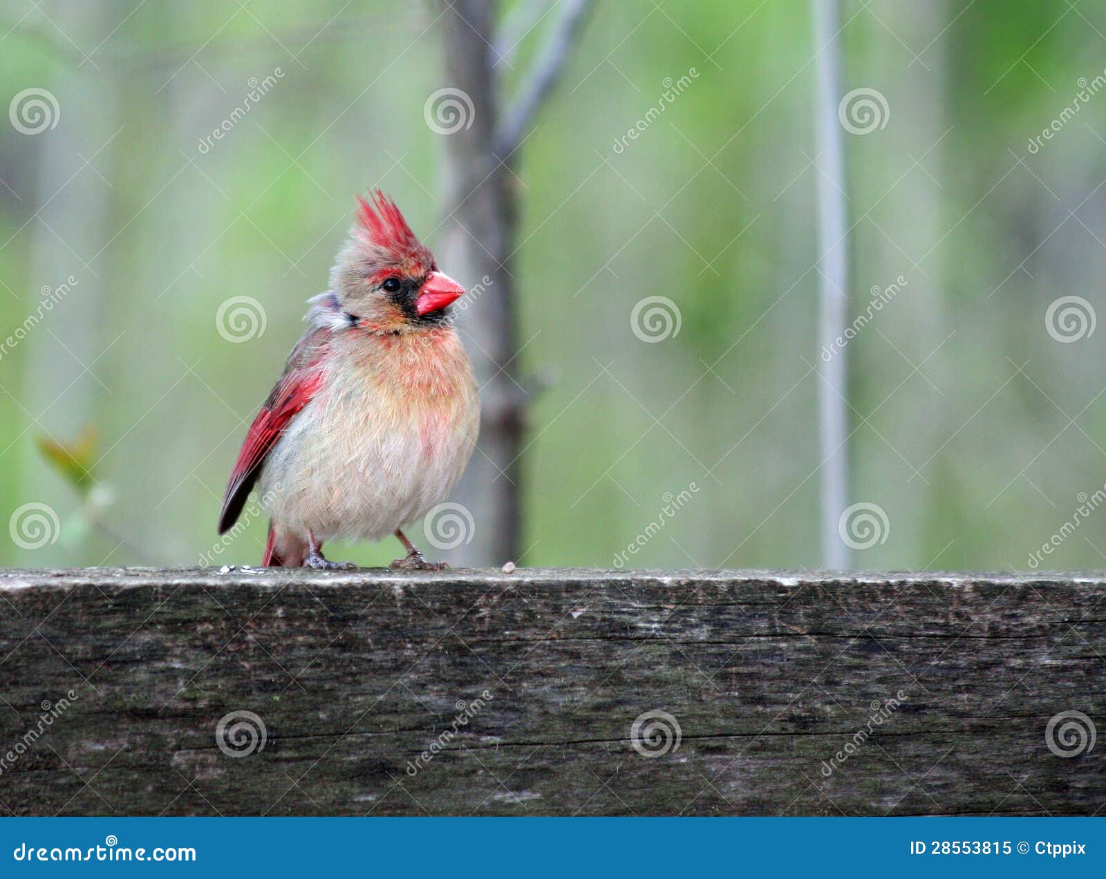 Young Female Cardinal Bird stock image. Image of indiana - 28553815