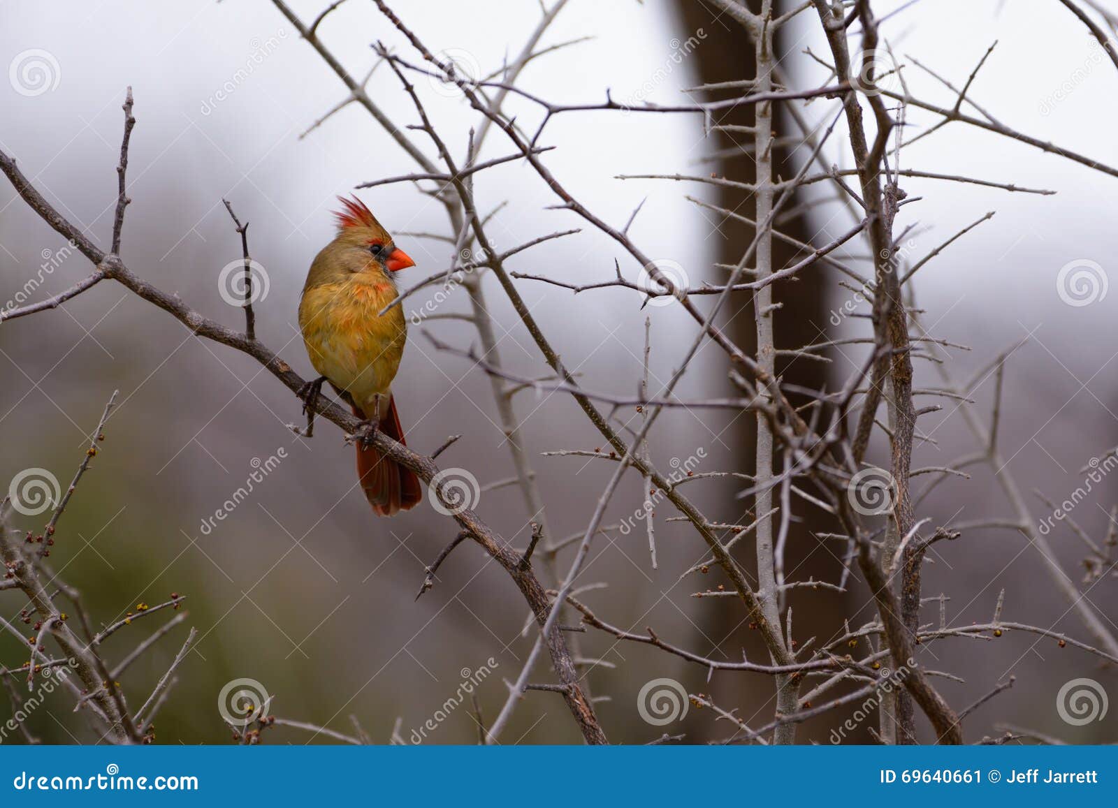 Young Female Cardinal stock image. Image of wildlife - 69640661