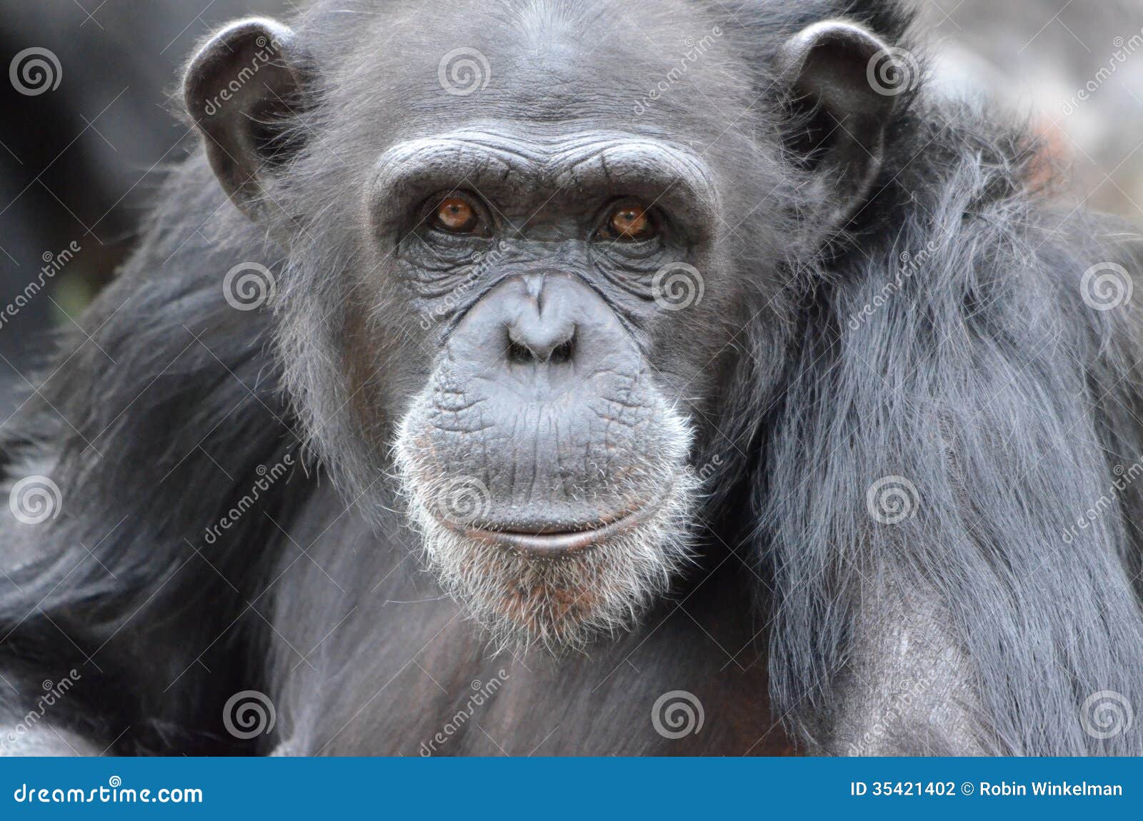 Female Chimp2 Stock Photos - Free & Royalty-Free Stock Photos from ...