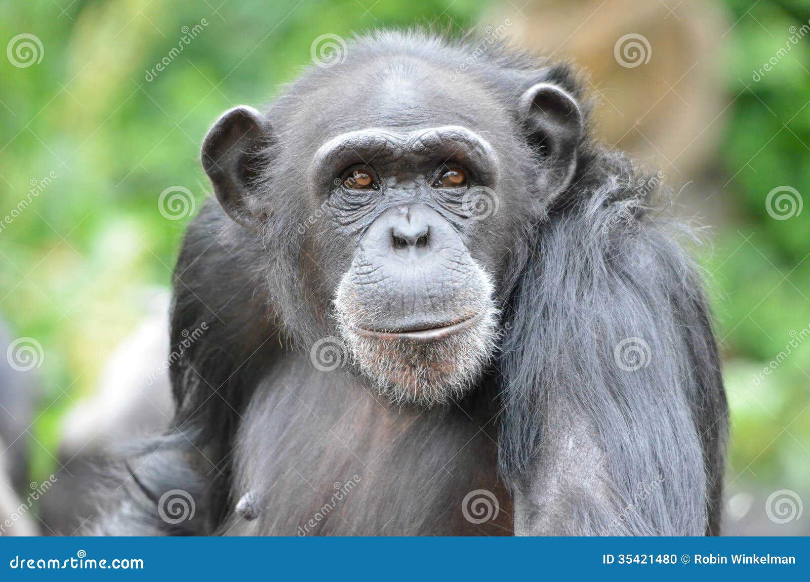 Young female chimp stock photo. Image of looking, browneyed - 35421480