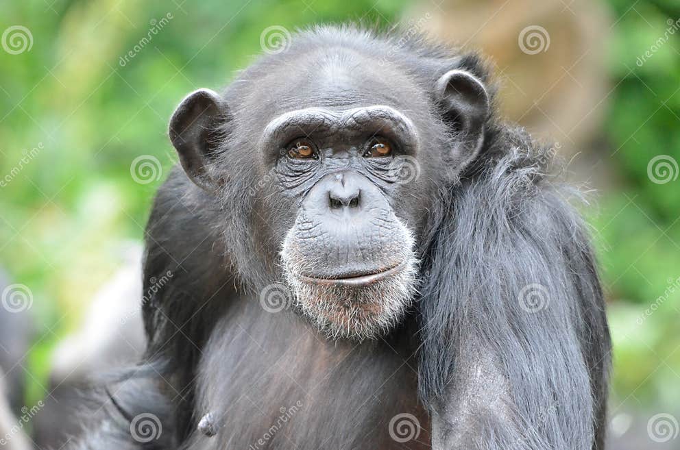 Young female chimp stock photo. Image of looking, browneyed - 35421480