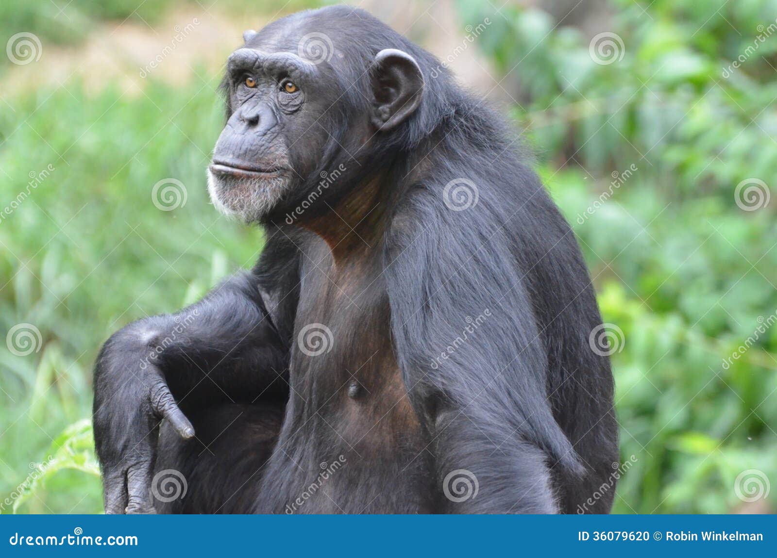Young female chimp stock photo. Image of relax, leaves - 36079620