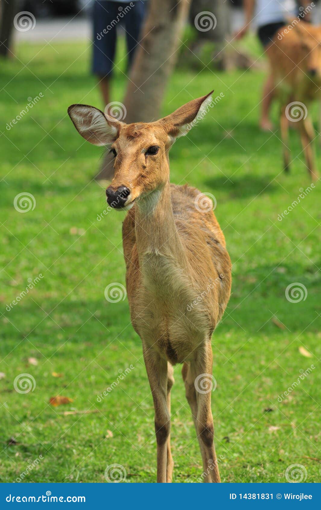 Young female deer stock image. Image of wild, southeast - 14381831