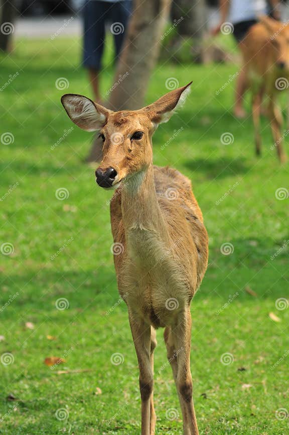 Young female deer stock image. Image of wild, southeast - 14381831