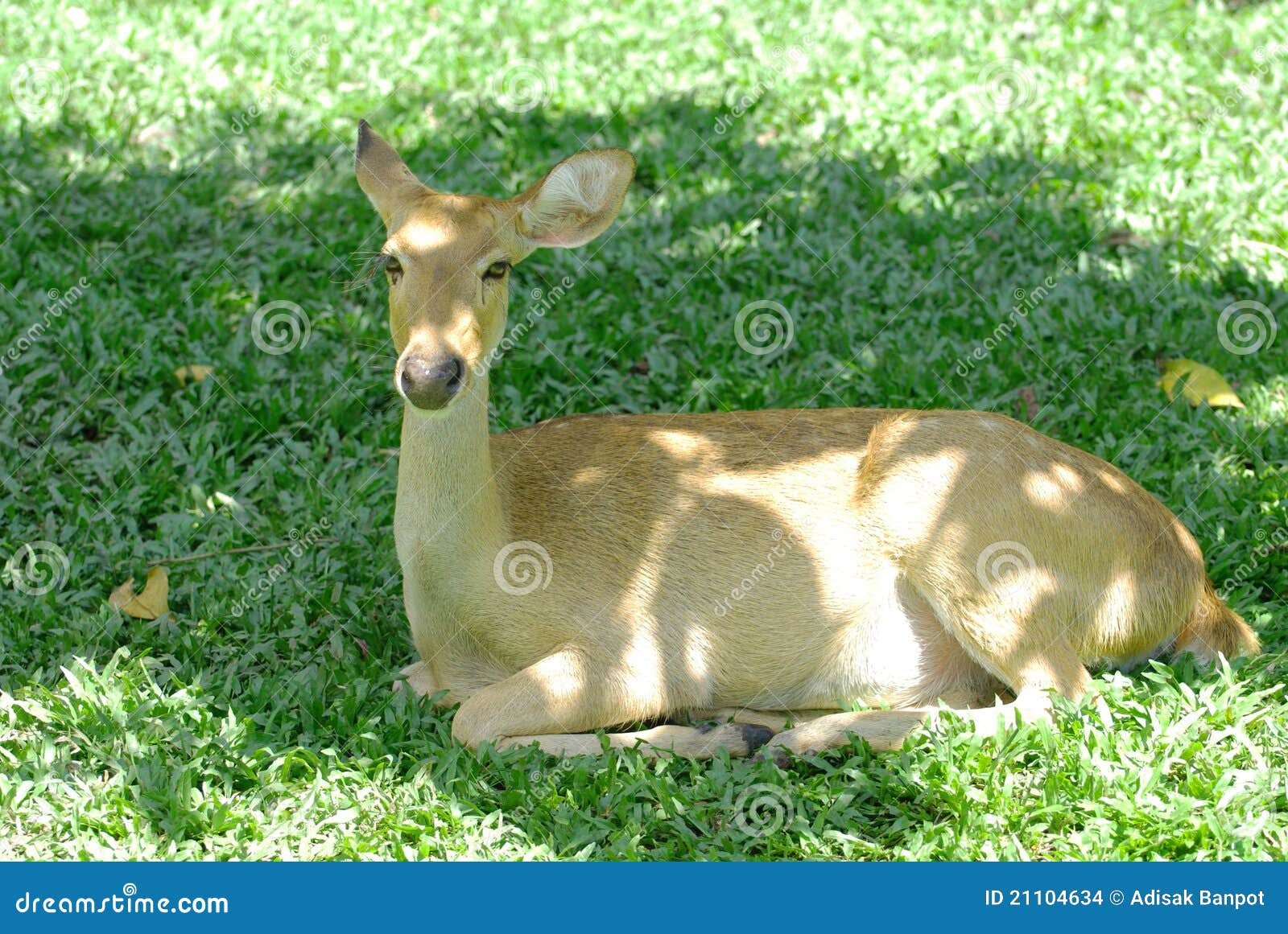 Young female deer stock photo. Image of deer, southeast - 21104634