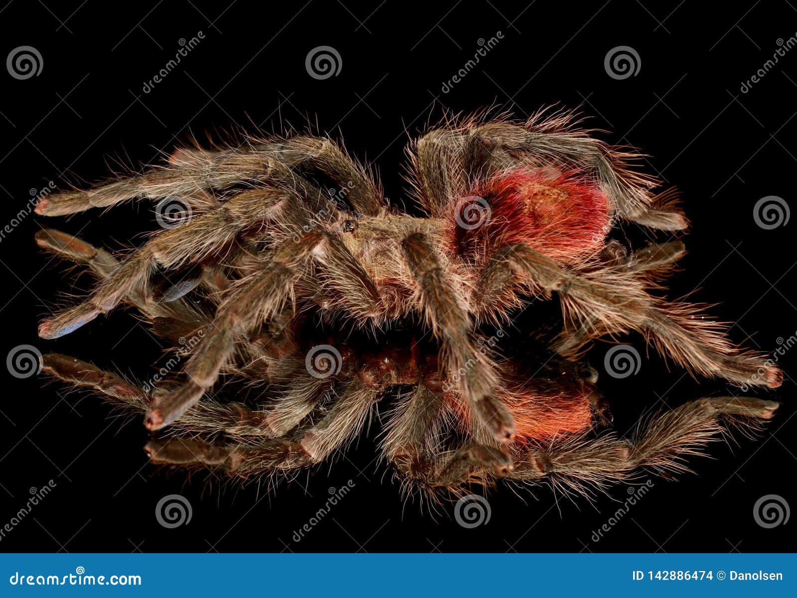Peru Flame Rump Tarantula stock photo. Image of metallic - 142886474