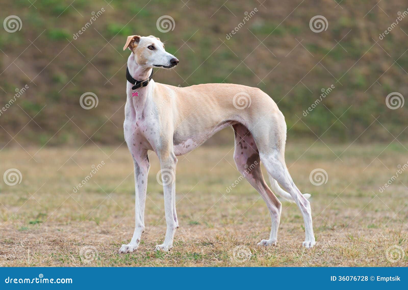 Galgo Espanol Royalty-Free Stock Image | CartoonDealer.com #65352922