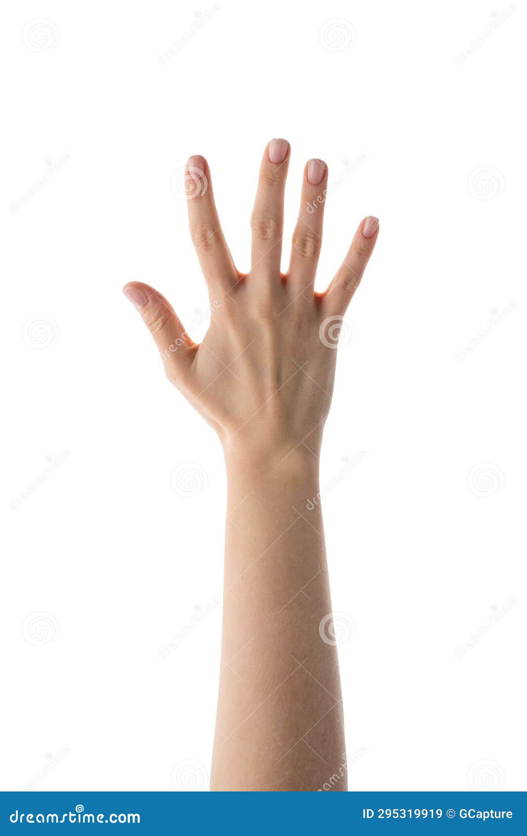 Young Female Hand Counting Five Isolated on White Stock Image - Image ...