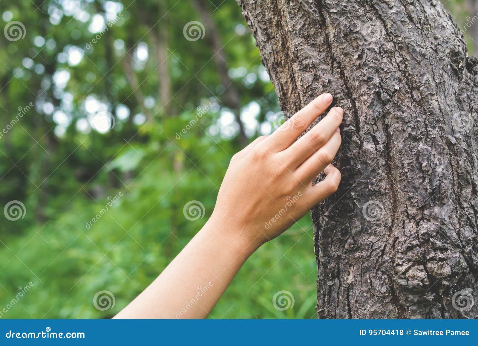 Young Female Hand Touching a Tree in Forest Stock Photo - Image of ...