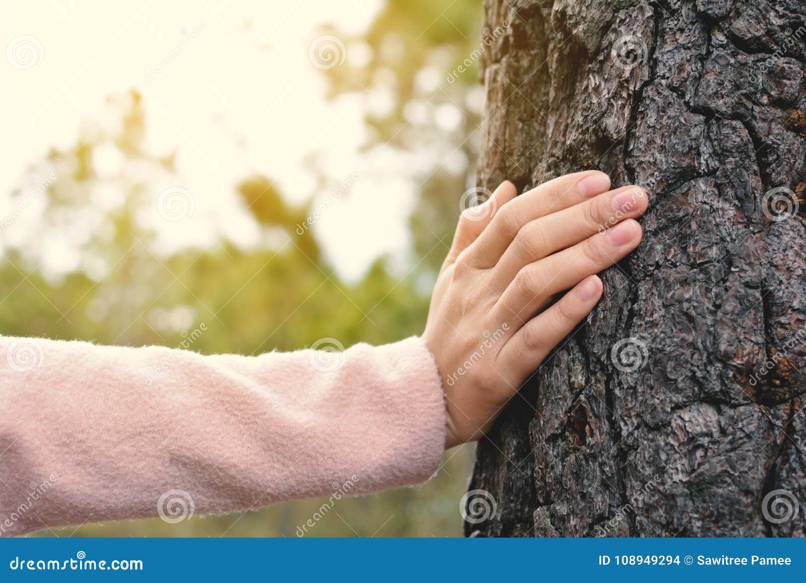 Young Female Hand Touching a Tree in Forest Stock Photo - Image of ...