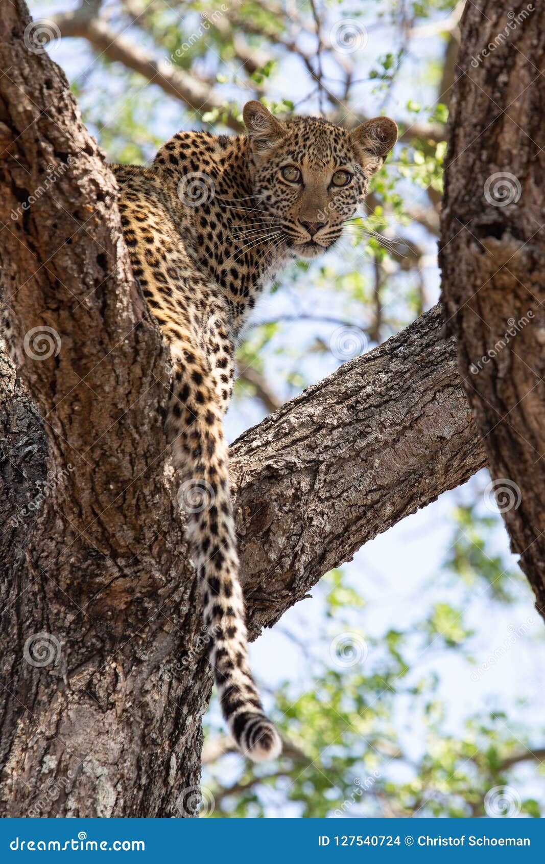 A Young Female Leopard Looking Back from within a Knobthron Tree Stock ...