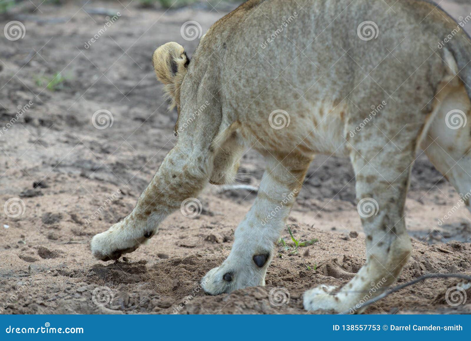 A Young Female Lion Scratching in the Sand. Stock Image - Image of ...