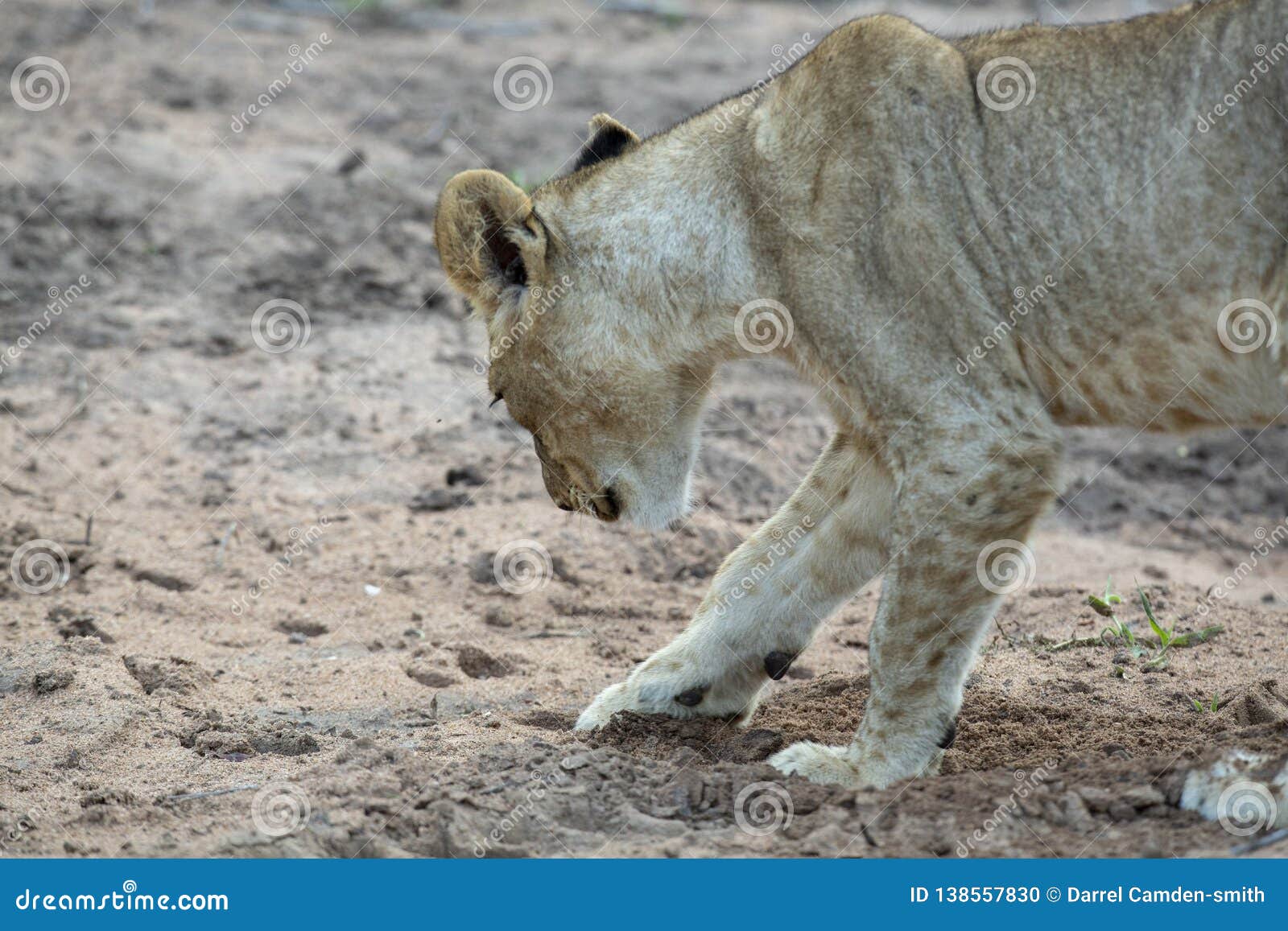 A Young Female Lion Scratching in the Sand. Stock Photo - Image of ...