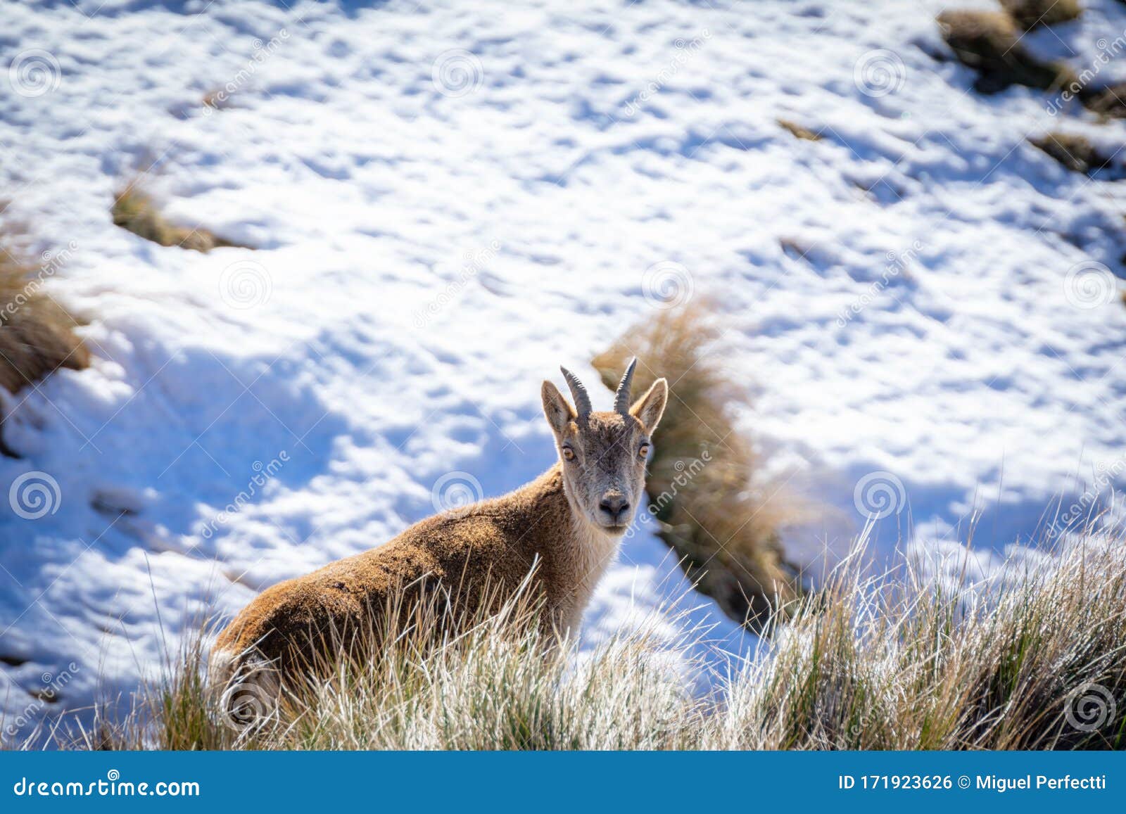 Mountain Goat in Sierra Nevada,Spain. Stock Photo - Image of nevada ...