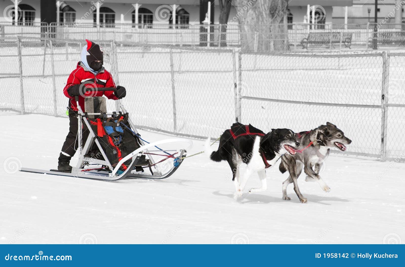 Young Female Musher and Her Dog Team Stock Photo - Image of musher ...