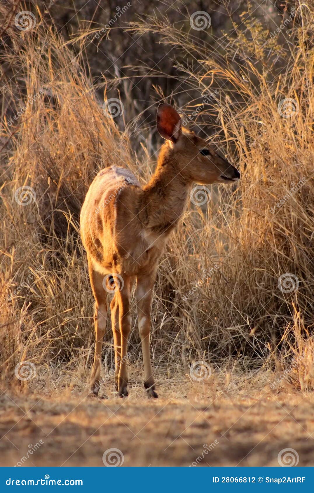 Njala Standing Stock Photos - Free & Royalty-Free Stock Photos from ...