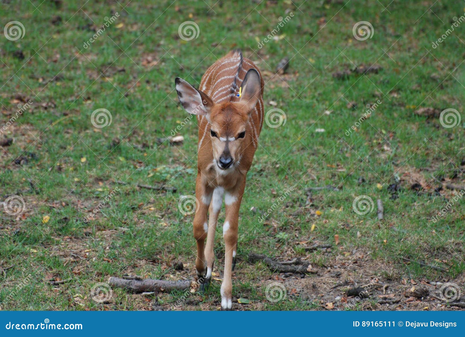 Young Female Nyala Walking on the Savannah Stock Image - Image of ...