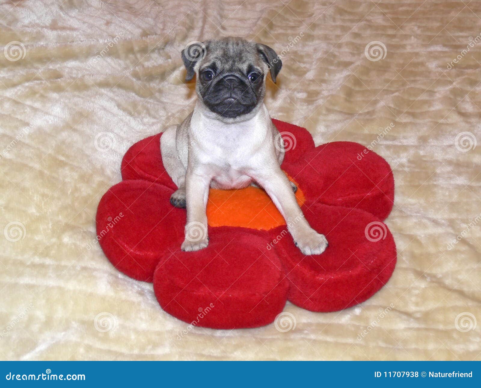 Young female pug, Germany stock photo. Image of mops - 11707938
