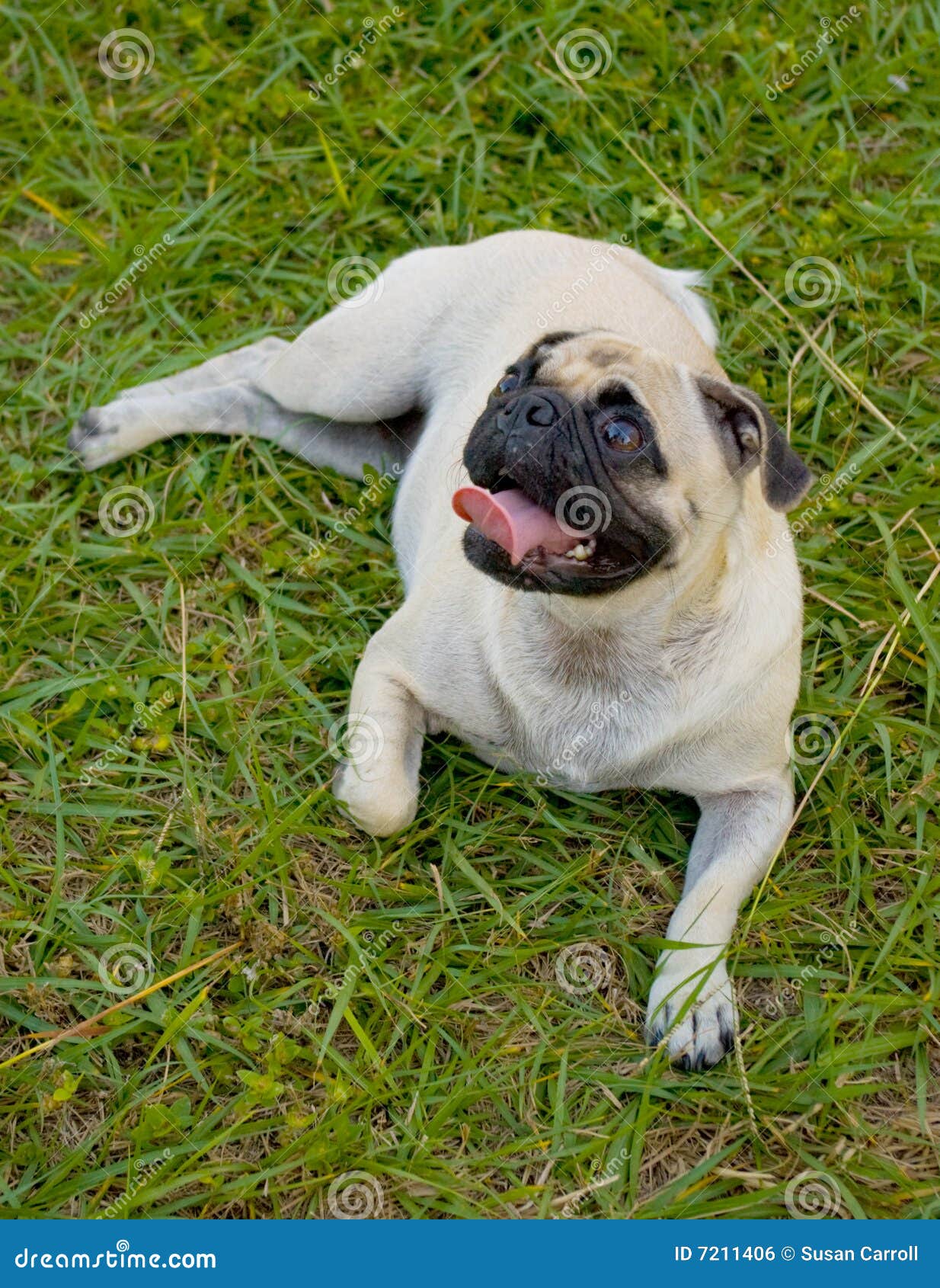 Young female Pug on grass stock photo. Image of canine - 7211406