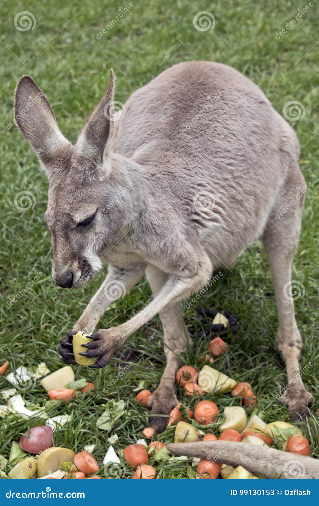 Young female red kangaroo stock image. Image of black - 99130153