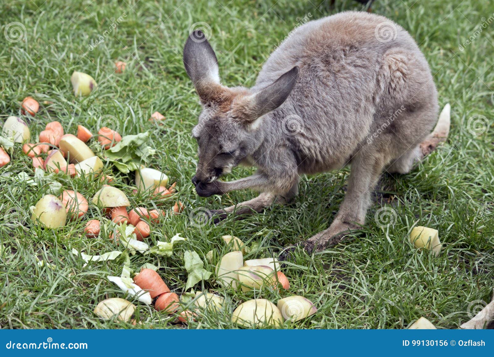 Young female red kangaroo stock photo. Image of hare - 99130156