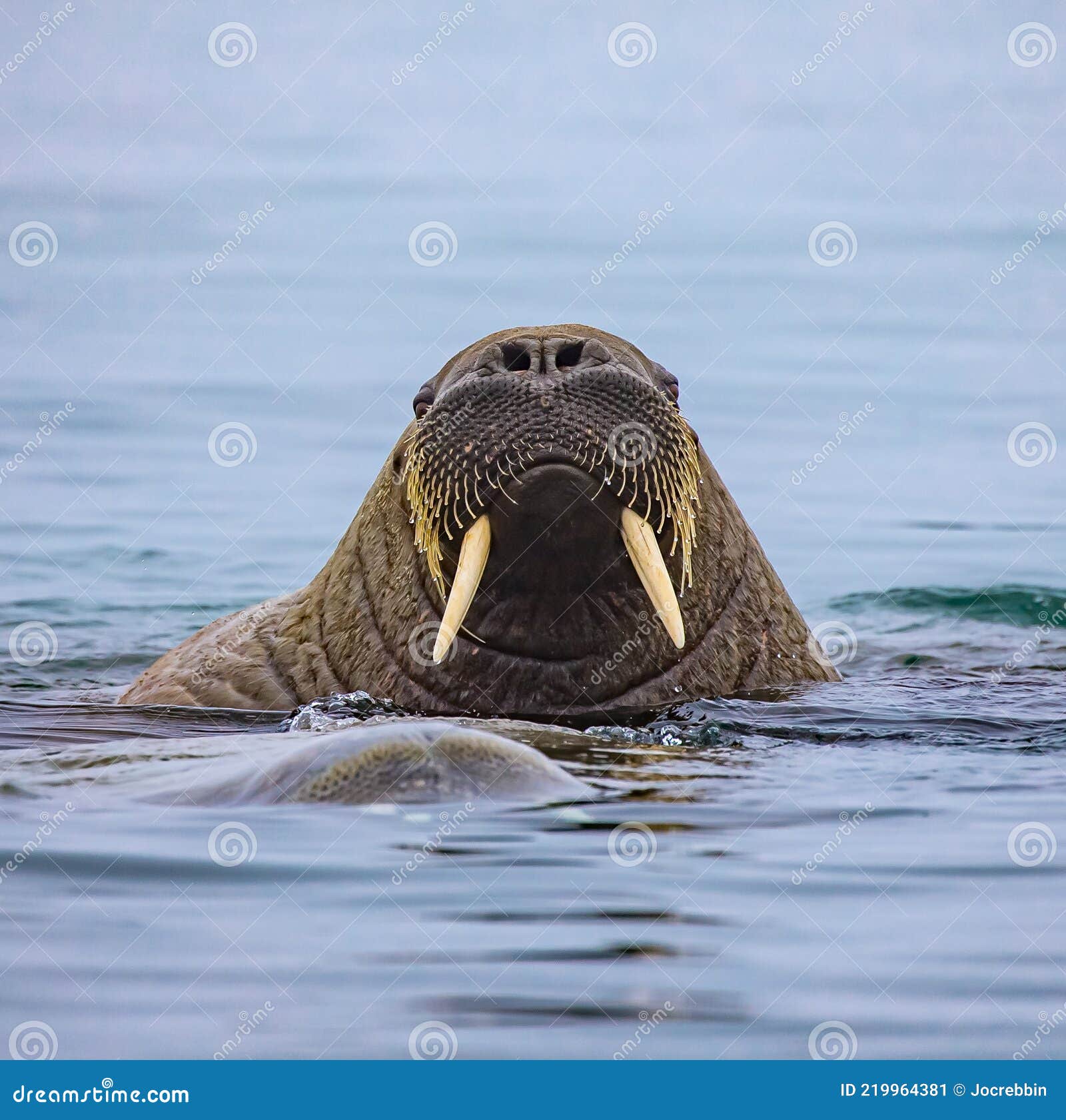 Young Female Walrus with Short Tusks Stock Image - Image of beach ...