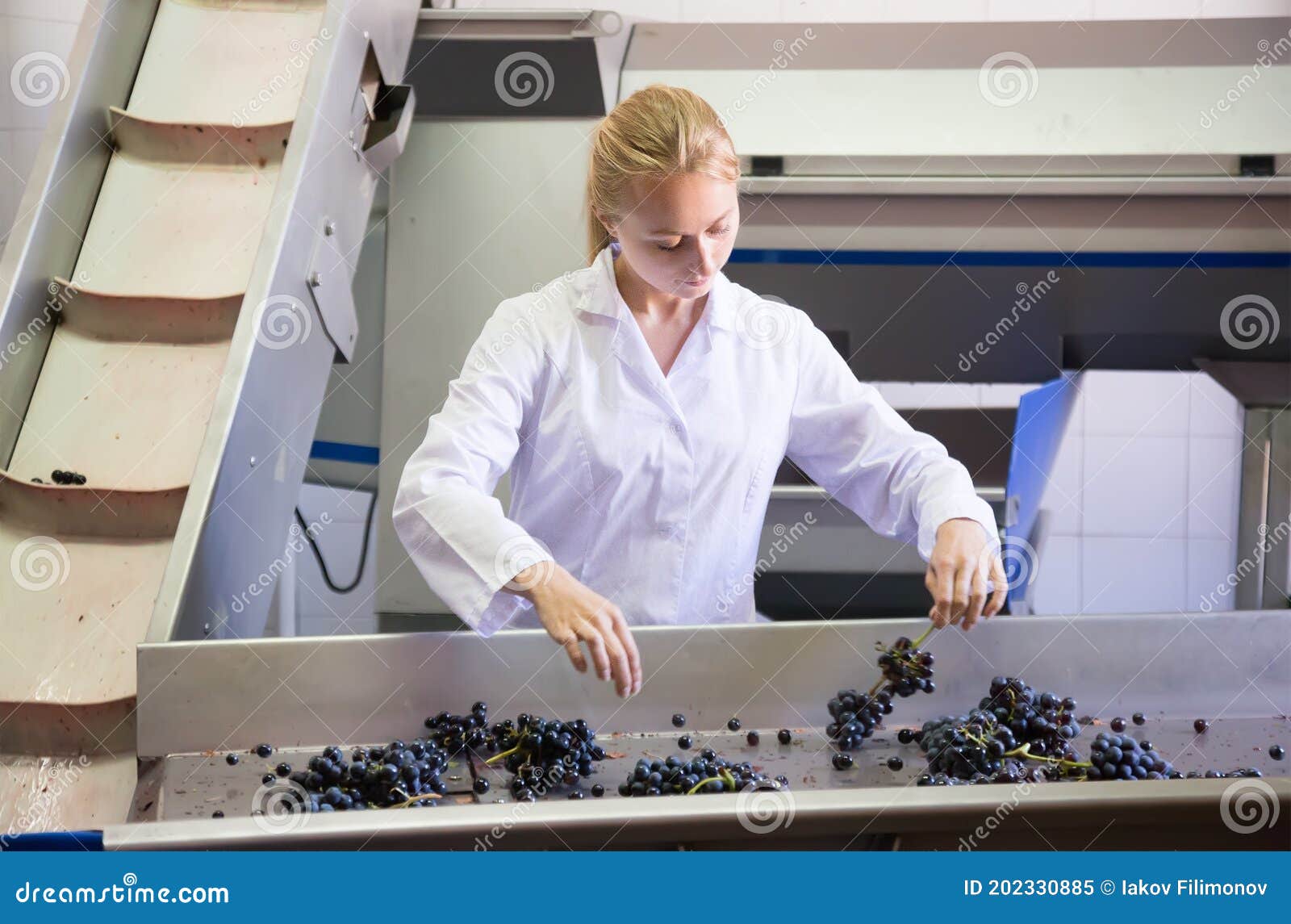 Young Female Winery Worker at Sorting Line Stock Image - Image of ...