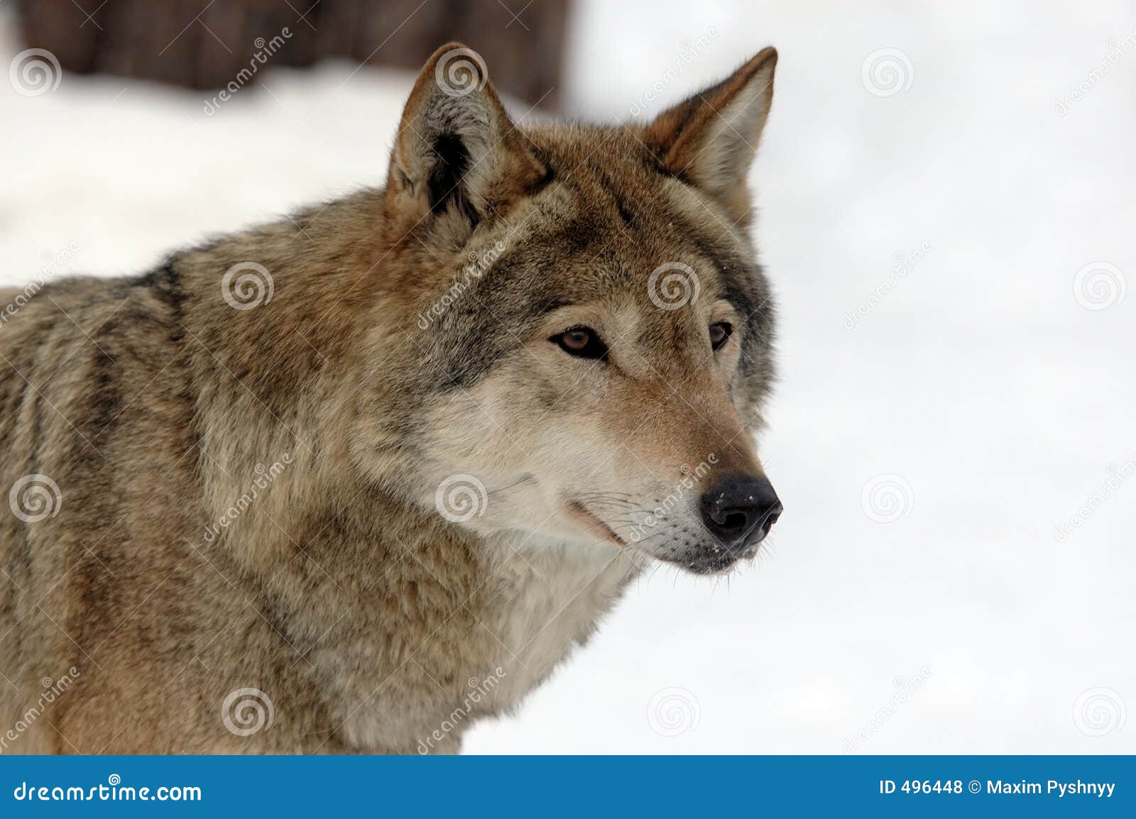 Young female wolf stock photo. Image of young, head, wilderness - 496448