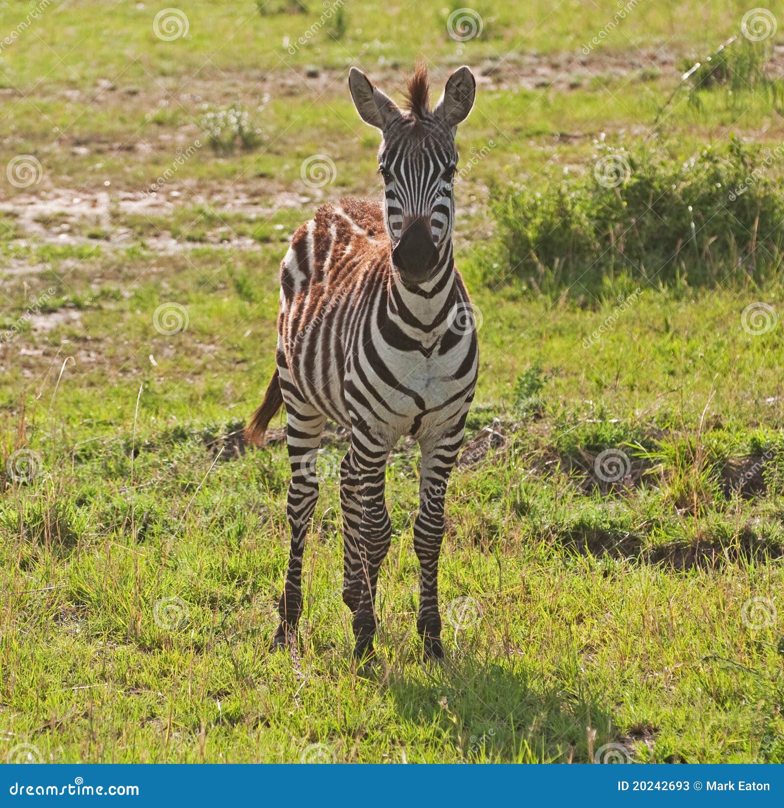 Young Female Zebra, Masai Mara Stock Image - Image of animal ...