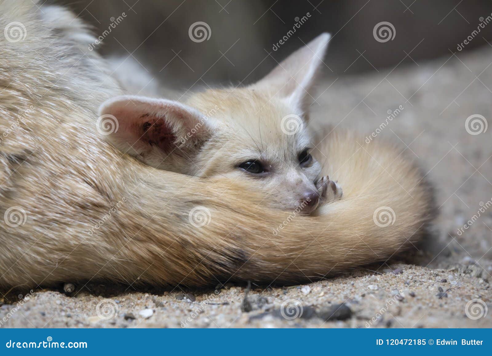 Fennec stock image. Image of animal, wild, small, africa - 120472185