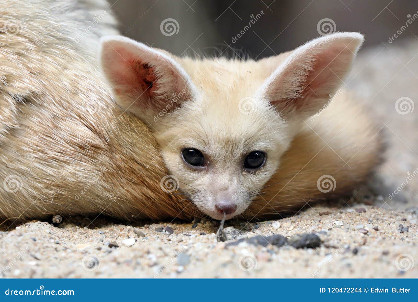 Young Fennec stock photo. Image of beauty, color, wildlife - 120472244
