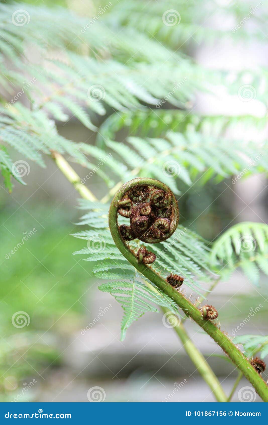 Young fern bud stock photo. Image of stalks, little - 101867156