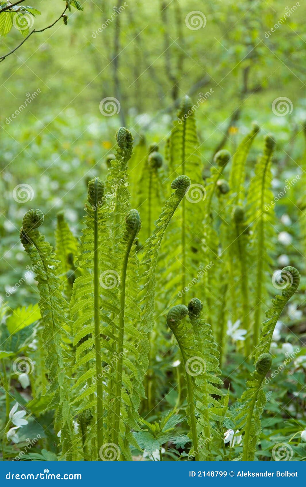 Young fern bunch stock image. Image of environment, primeval - 2148799