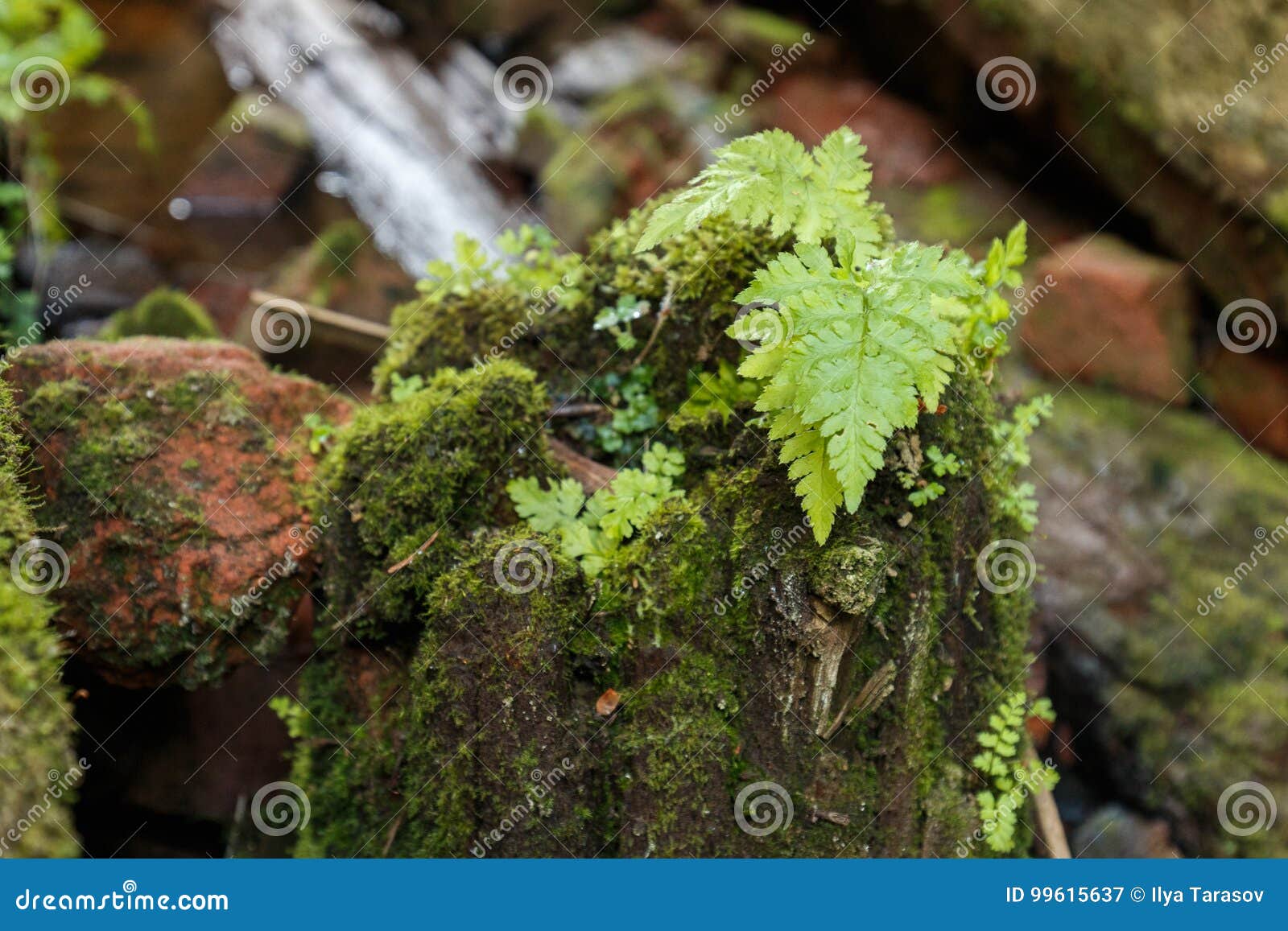 Young Fern Bush on a Stump Covered with Moss Stock Image - Image of ... Young Fern Bush on a Stump Covered with Moss Stock Image - Image of ...