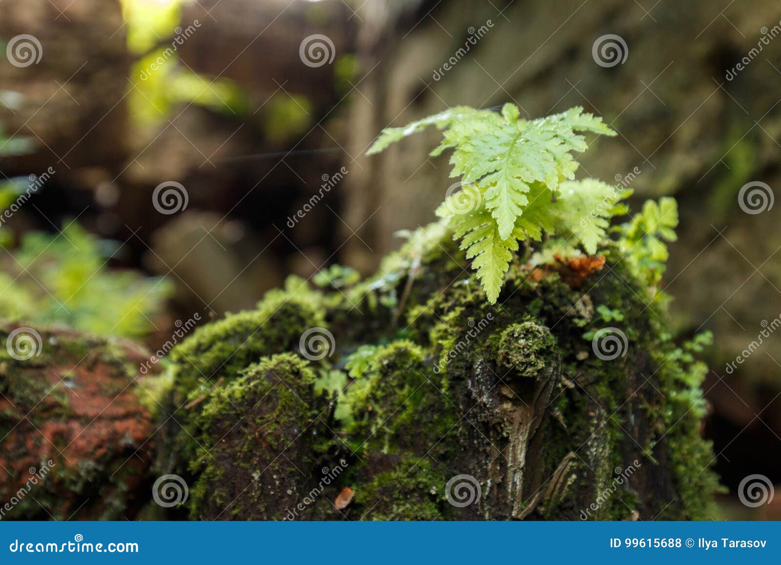 Young Fern Bush on a Stump Covered with Moss Stock Photo - Image of ... Young Fern Bush on a Stump Covered with Moss Stock Photo - Image of ...